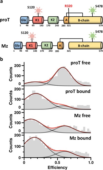 Structure of prothrombin in the closed form reveals new details on the ...