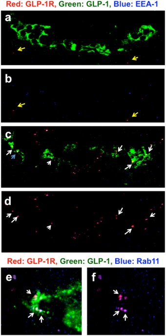 Pancreatic alpha cells in diabetic rats express active GLP-1 receptor ...
