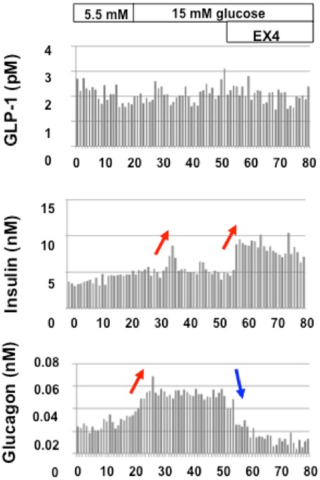 Pancreatic alpha cells in diabetic rats express active GLP-1 receptor ...
