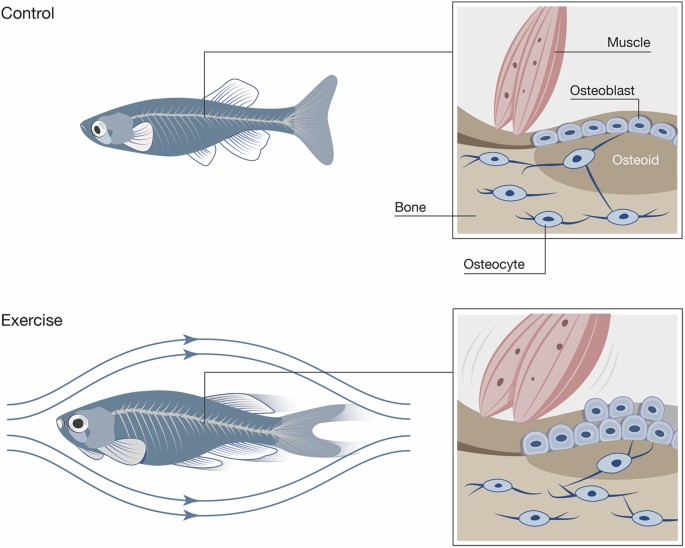 Increased mechanical loading through controlled swimming exercise ...