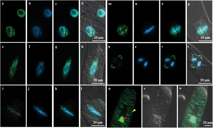 A rice class-XIV kinesin enters the nucleus in response to cold ...