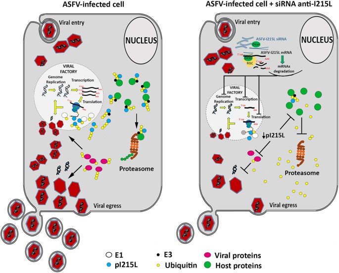 African swine fever virus encodes for an E2-ubiquitin conjugating ...