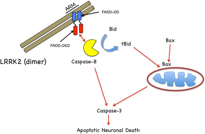 A motif within the armadillo repeat of Parkinson’s-linked LRRK2 interacts with FADD to hijack ...