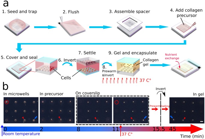 Large-scale patterning of single cells and cell clusters in hydrogels | Scientific Reports