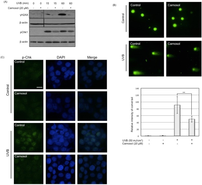 The Mechanisms of Carnosol in Chemoprevention of Ultraviolet B-Light ...
