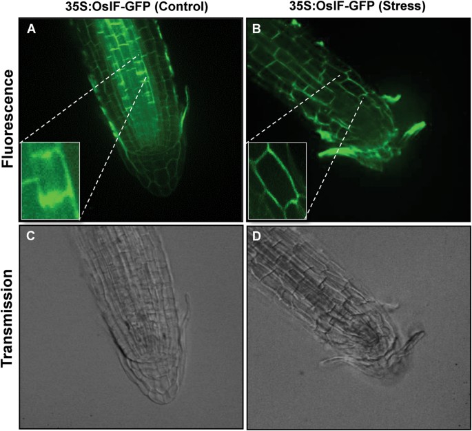 Rice intermediate filament, OsIF, stabilizes photosynthetic machinery ...