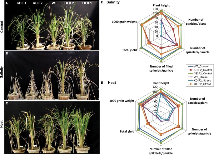 Rice intermediate filament, OsIF, stabilizes photosynthetic machinery ...