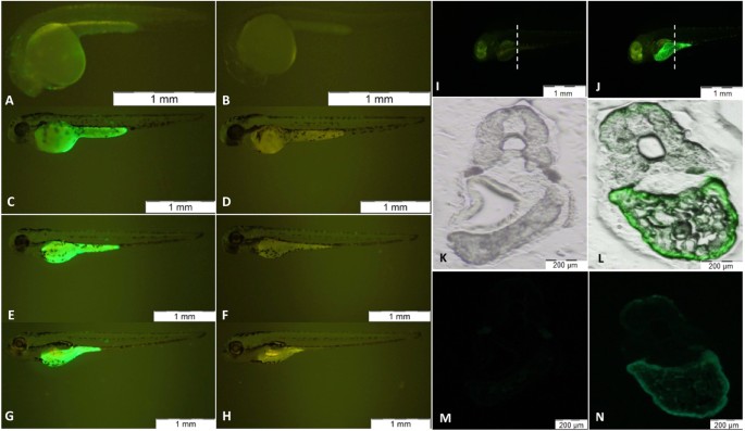 Transcriptional activation of zebrafish fads2 promoter and its ...