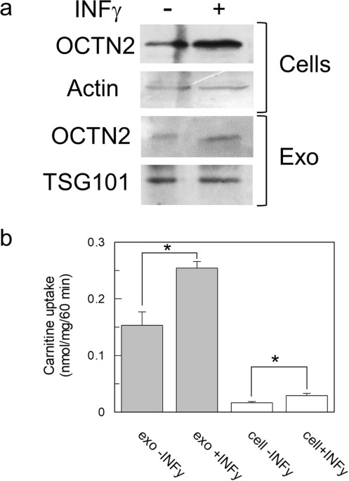 Characterization of Exosomal SLC22A5 (OCTN2) carnitine transporter ...