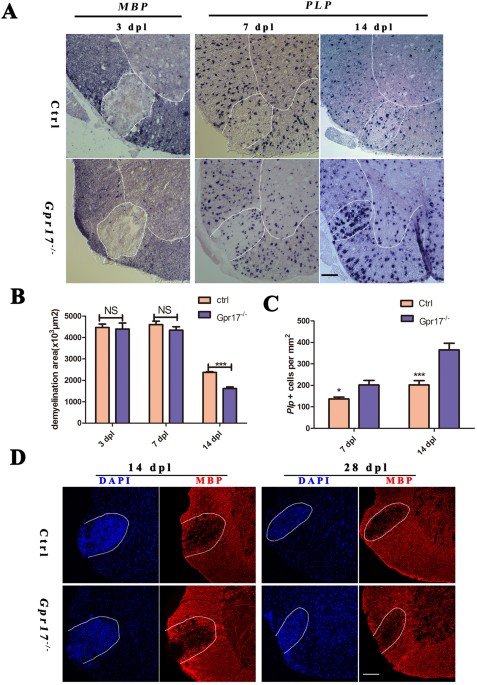 G-Protein-Coupled Receptor Gpr17 Regulates Oligodendrocyte ...