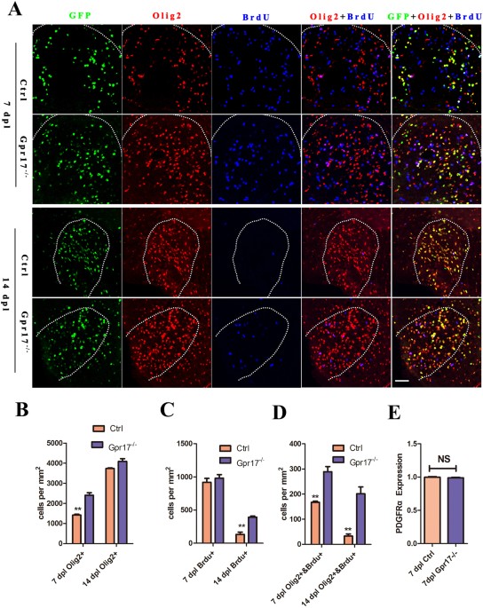 G-Protein-Coupled Receptor Gpr17 Regulates Oligodendrocyte ...
