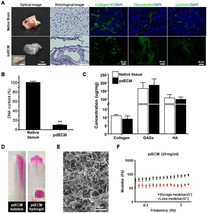 The mode and dynamics of glioblastoma cell invasion into a decellularized tissue-derived ...