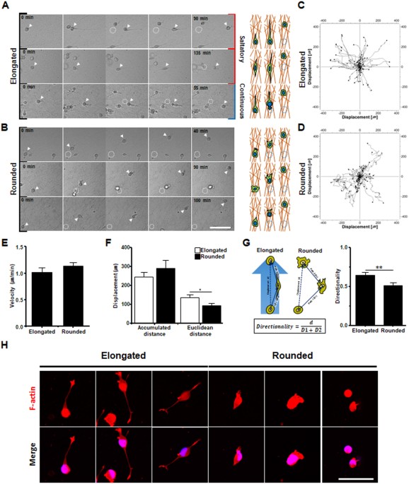 The mode and dynamics of glioblastoma cell invasion into a decellularized tissue-derived ...