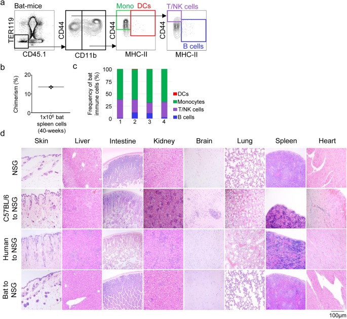 Bat-mouse bone marrow chimera: a novel animal model for dissecting the ...