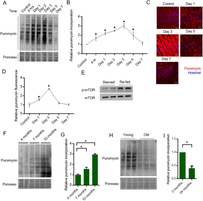 Systematic evaluation of the adaptability of the non-radioactive SUnSET ...