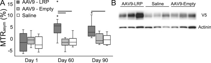 Non-invasive detection of adeno-associated viral gene transfer using a ...
