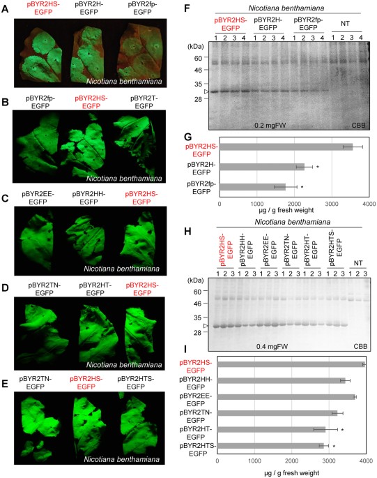 Improvement of the transient expression system for production of ...