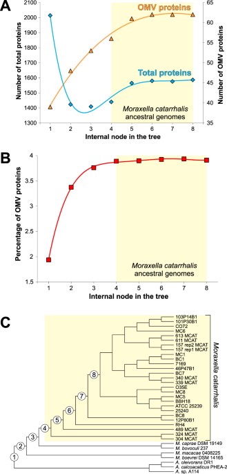 Virulence factors of Moraxella catarrhalis outer membrane vesicles are major targets for cross ...