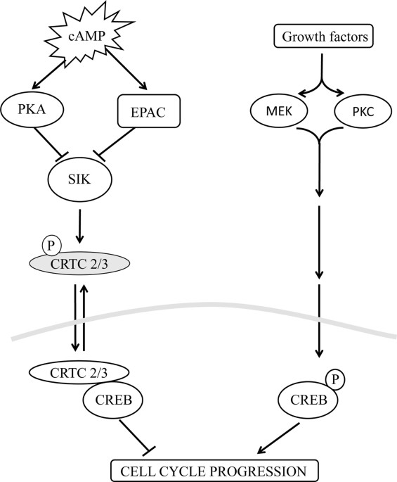 Dual Role of CREB in The Regulation of VSMC Proliferation: Mode of ...