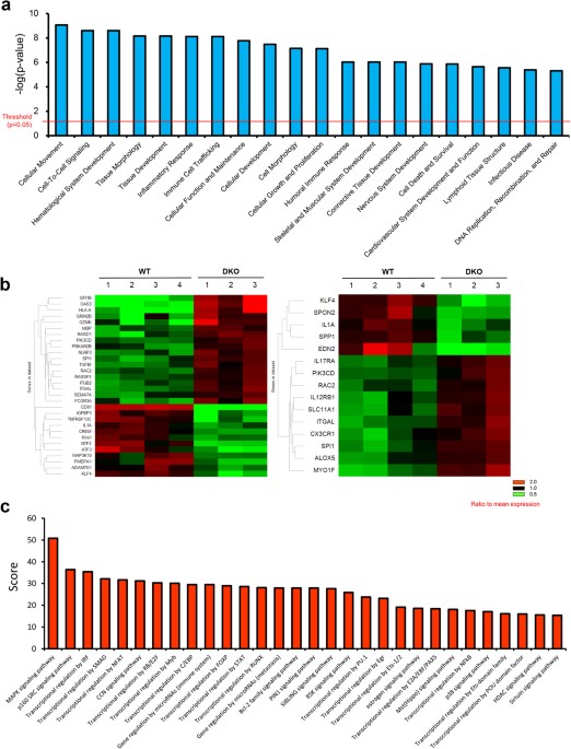 Double deletion of tetraspanins CD9 and CD81 in mice leads to a ...