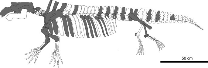 First adequately-known quadrupedal sirenian from Eurasia (Eocene, Bay ...
