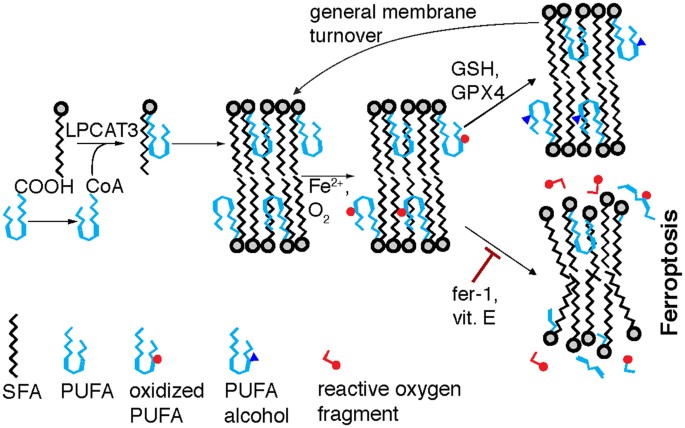 Modeling the effects of lipid peroxidation during ferroptosis on ...