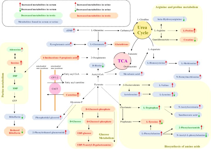 Metabolomics coupled with pathway analysis characterizes metabolic ...