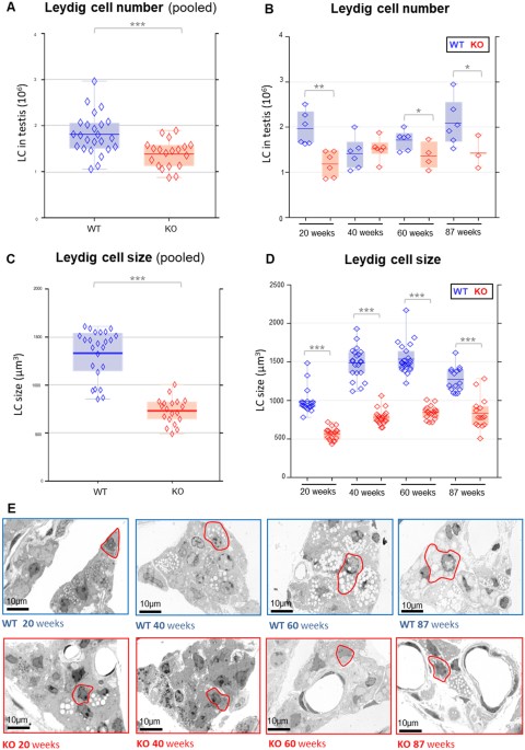 Low testosterone in ApoE/LDL receptor double-knockout mice is ...
