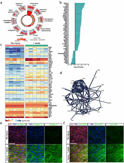 A multi-step transcriptional cascade underlies vascular regeneration in ...
