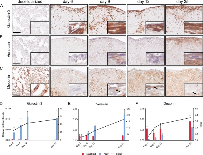 Quantifying extracellular matrix turnover in human lung scaffold cultures | Scientific Reports