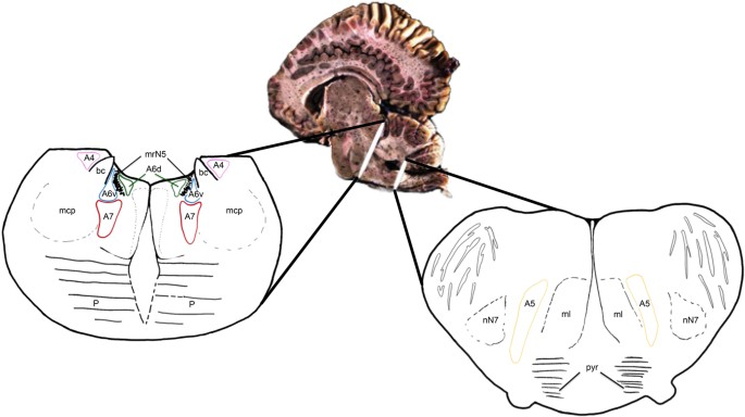 Locus coeruleus complex of the family Delphinidae | Scientific Reports