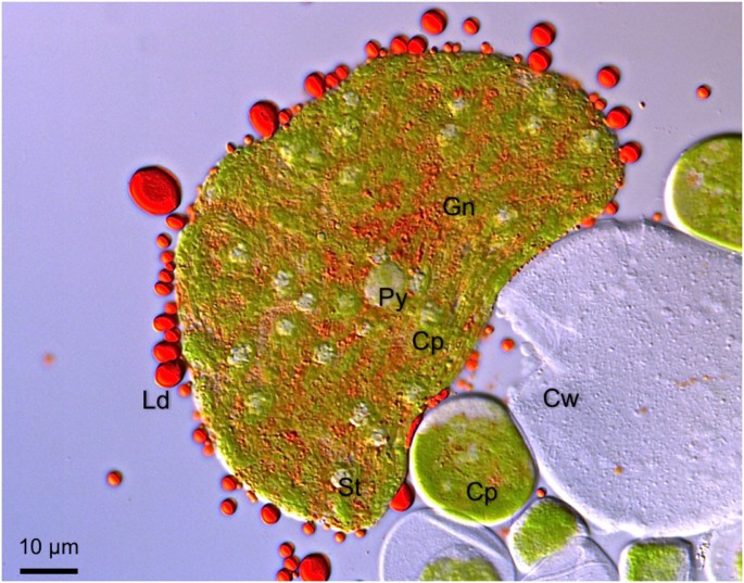 Carotenoid dynamics and lipid droplet containing astaxanthin in ...