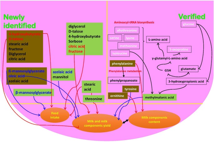 Arteriovenous blood metabolomics: An efficient method to determine the ...