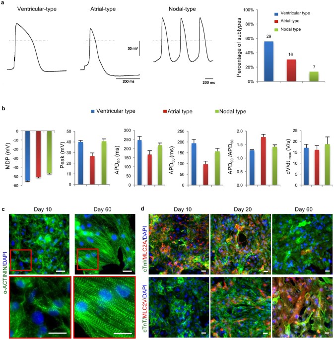 Efficient differentiation of cardiomyocytes and generation of calcium ...