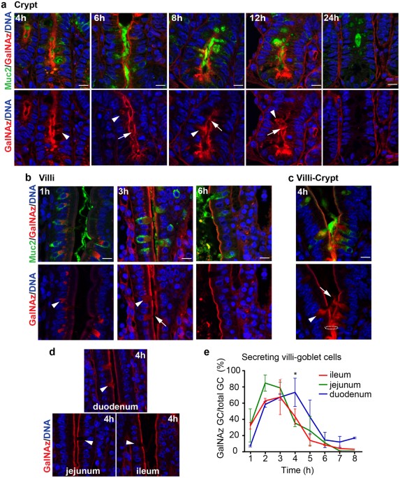 Study of mucin turnover in the small intestine by in vivo labeling ...