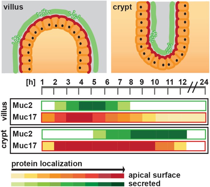 Study of mucin turnover in the small intestine by in vivo labeling ...