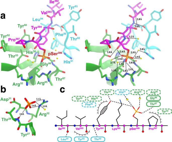 Tau Antibody Structure Reveals a Molecular Switch Defining a ...