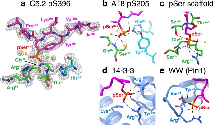 Tau Antibody Structure Reveals a Molecular Switch Defining a ...
