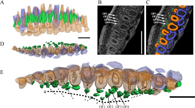 High-resolution computed tomographic analysis of tooth replacement ...