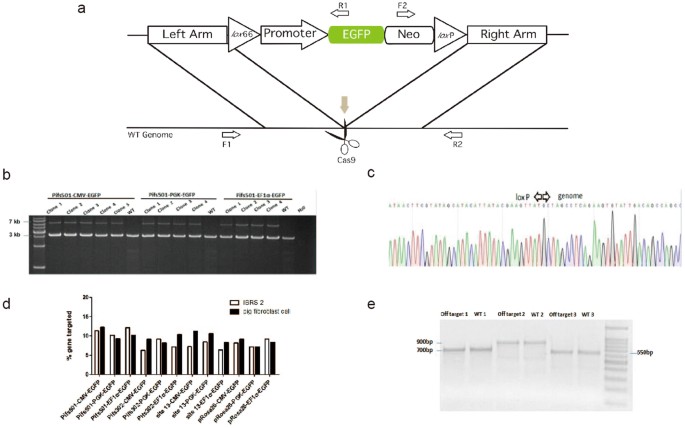 Screen and Verification for Transgene Integration Sites in Pigs ...