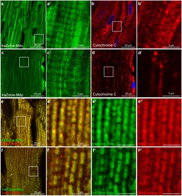 Mitochondrial imaging in live or fixed tissues using a luminescent ...