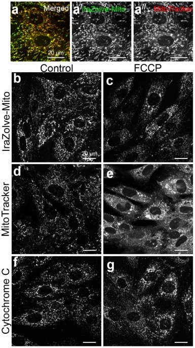 Mitochondrial imaging in live or fixed tissues using a luminescent ...