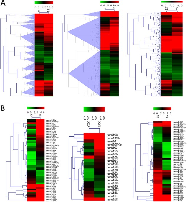 Integrated analysis of microRNA and mRNA expression profiles in rats ...