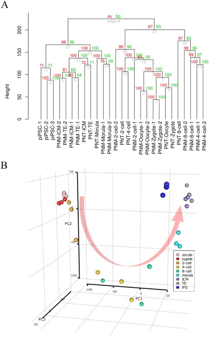 Long non-coding RNAs involved in the regulatory network during porcine pre-implantation ...