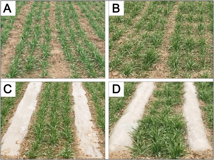 Ridge-furrow with plastic film and straw mulch increases water ...