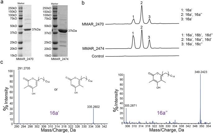 Novel Type III Polyketide Synthases Biosynthesize Methylated ...