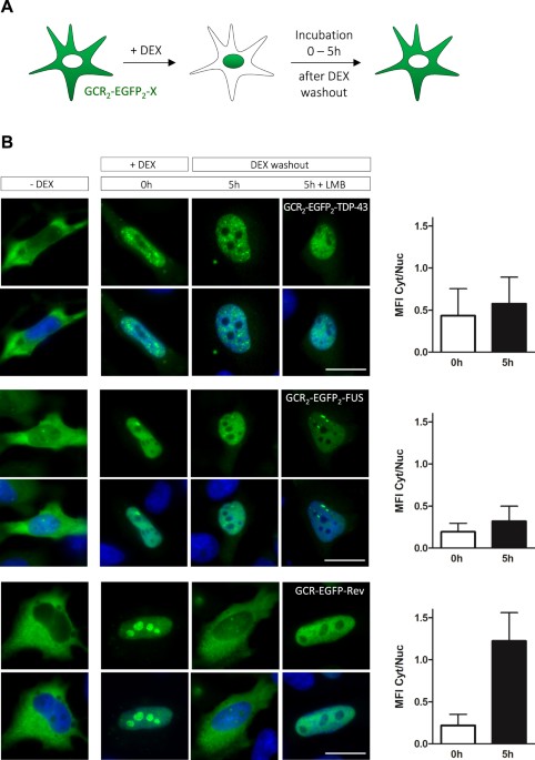 Nuclear egress of TDP-43 and FUS occurs independently of Exportin-1 ...