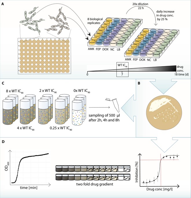 Chromosomal barcoding as a tool for multiplexed phenotypic ...