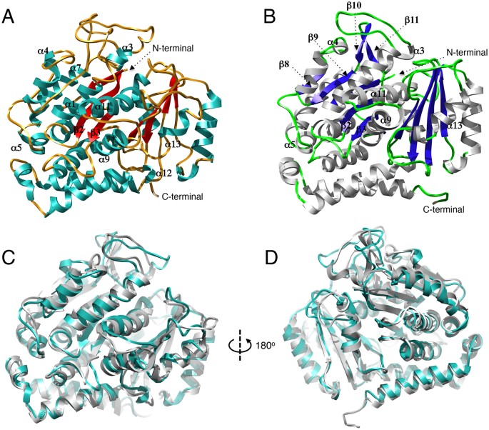 Analysis of β-tubulin-carbendazim interaction reveals that binding site ...