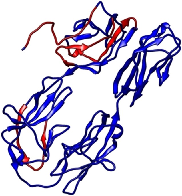 Investigation of immunogenic properties of Hemolin from silkworm ...
